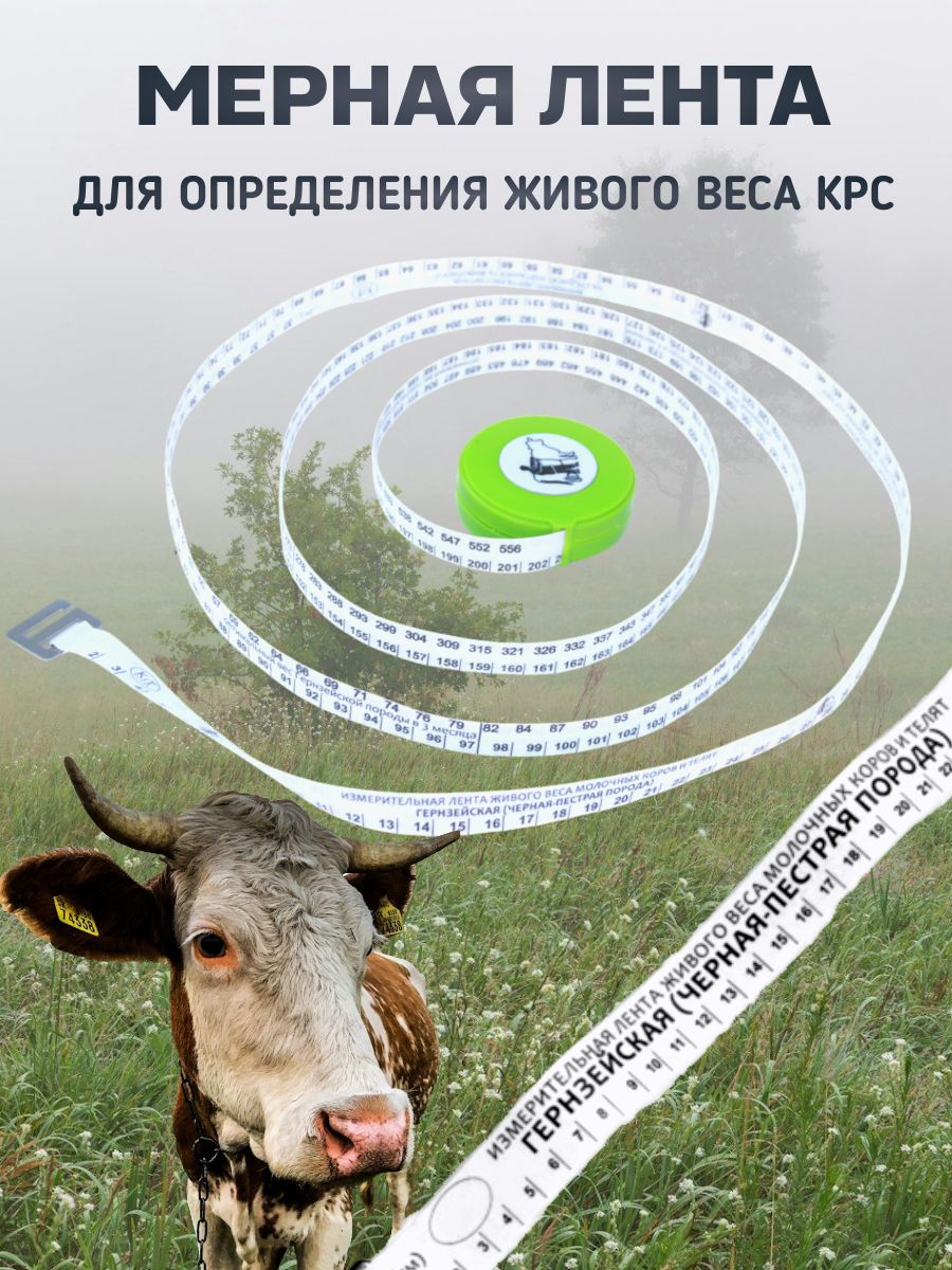 Мерная лента-рулетка для определения живого веса КРС