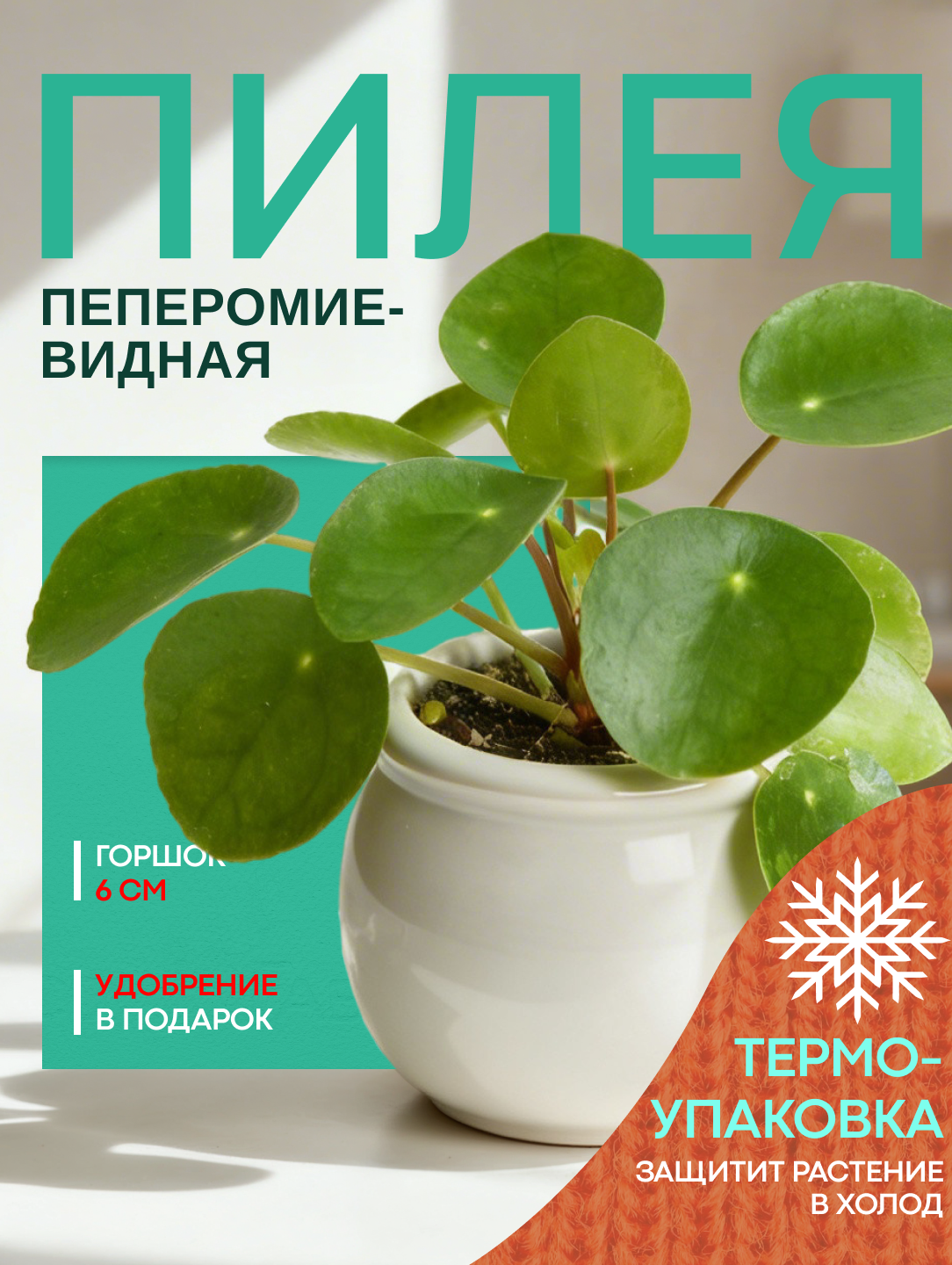Пилея Пеперомиевидная Живое комнатное растение