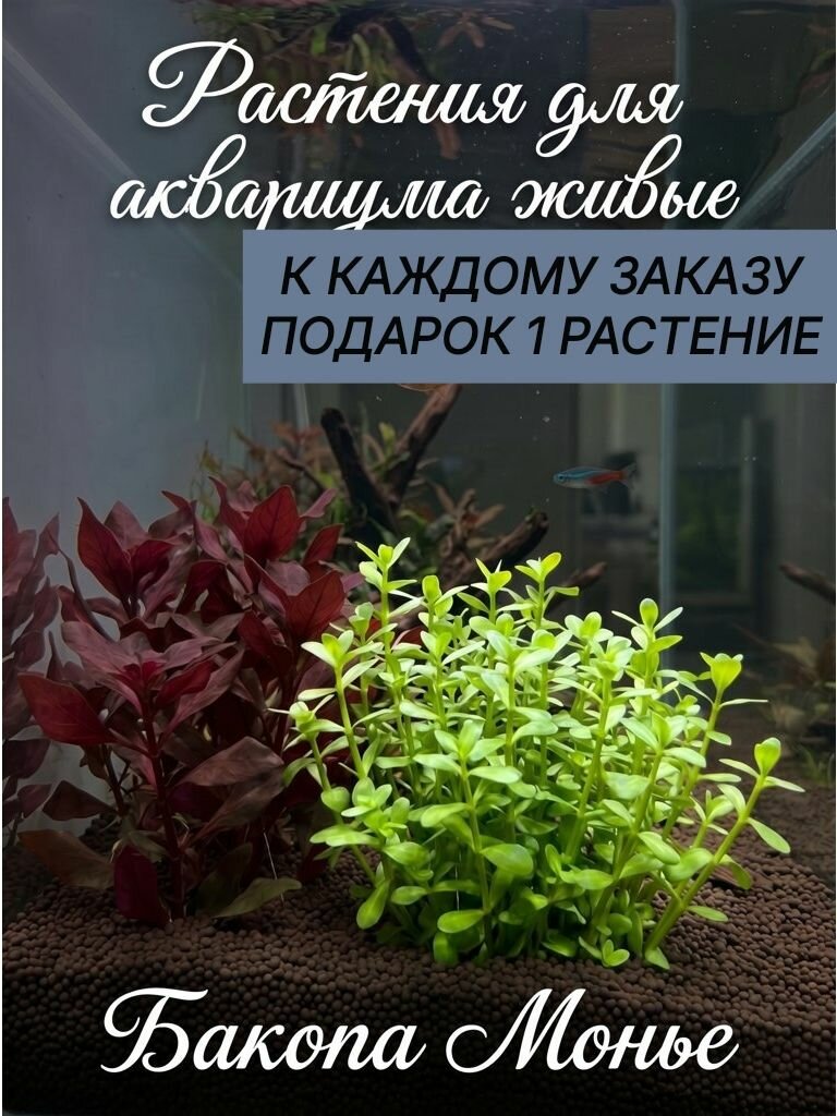 Растения для аквариума живые. Бакопа Монье. 2 Ветки.