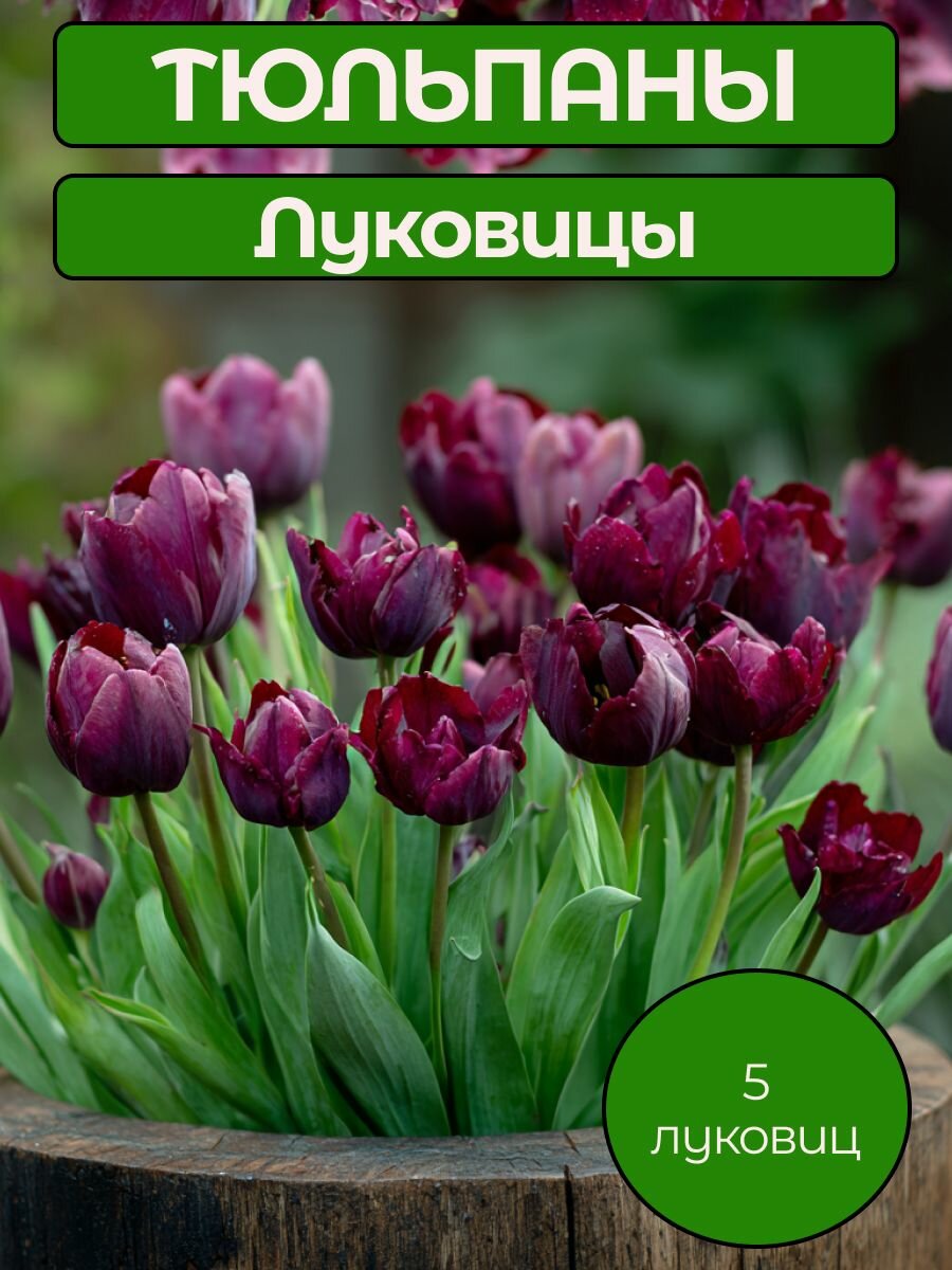 Луковицы Тюльпанов 5 шт