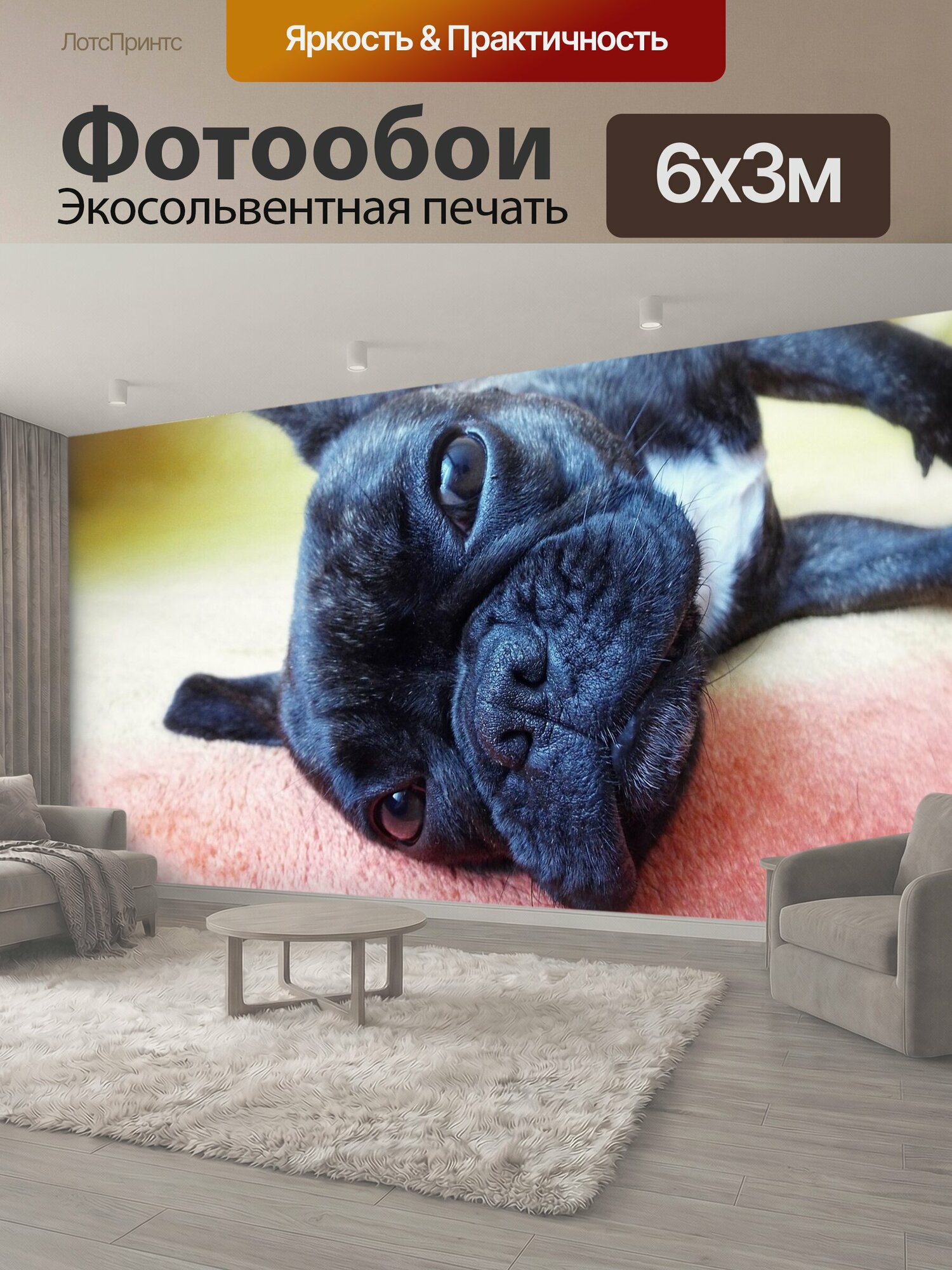 Фотообои "Собака, французский бульдог, усталость" 600x300 см. экосольвентная печать