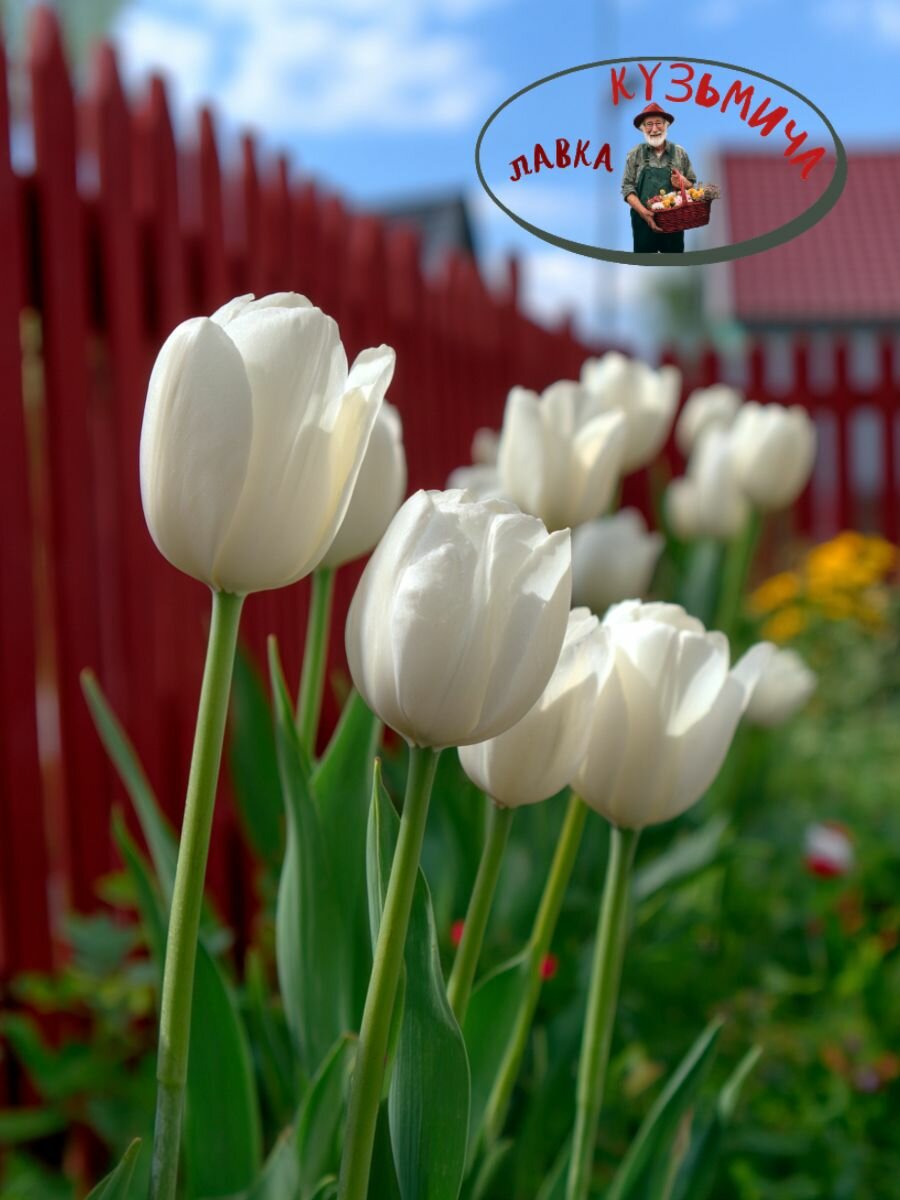 Луковицы цветов, Лавка Кузьмича, Тюльпан WHITE MARVEL (3 штуки )