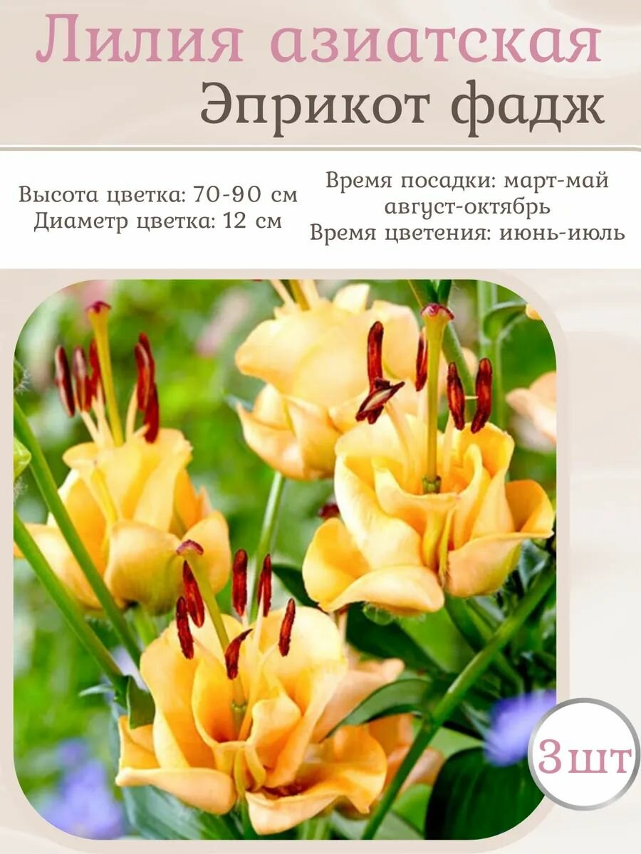 Луковицы лилии многолетние, новые популярные сорта 3 штуки