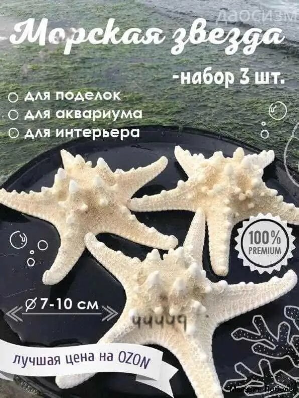 Натуральная морская звезда -3--