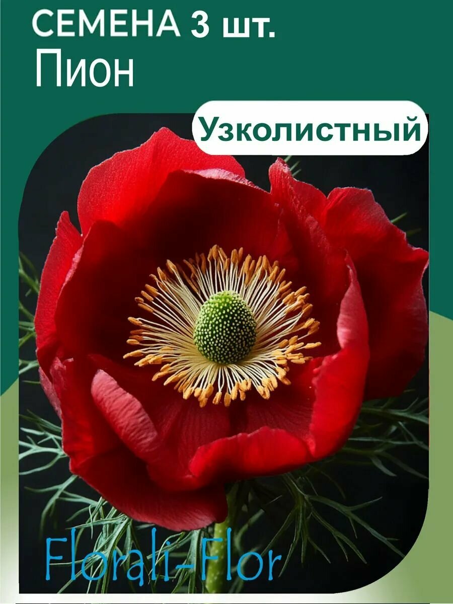 Семена Пион узколистный