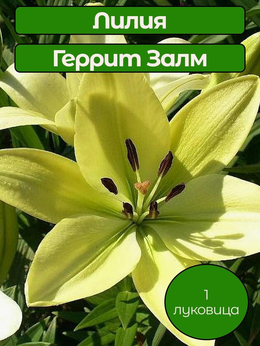 Луковицы Лилии Геррит Залм 1 шт