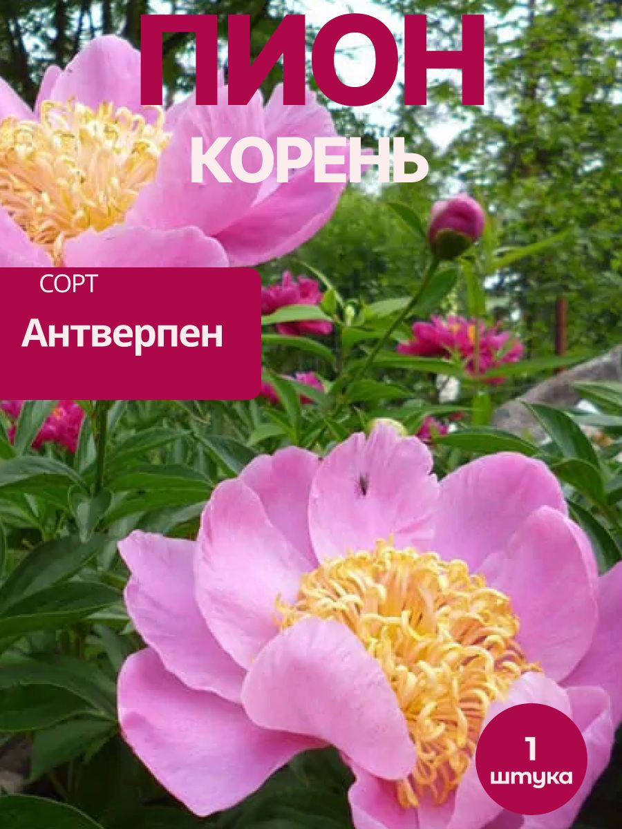 Пион Антверпен корень 1 шт