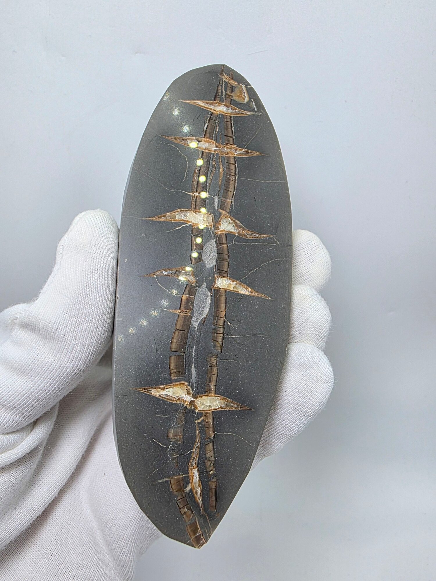 Септария (полированная) 129 мм, 187 г.
