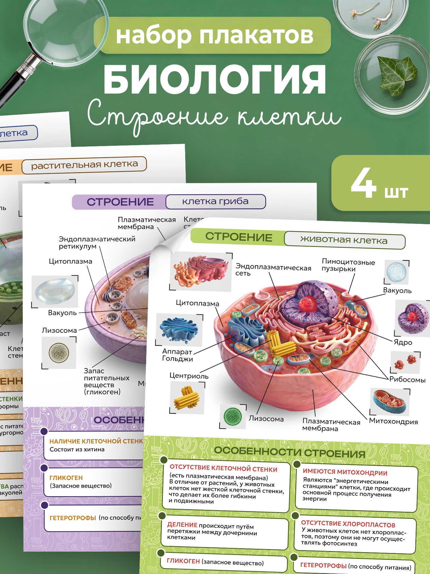 Плакаты на стену Строение клетки