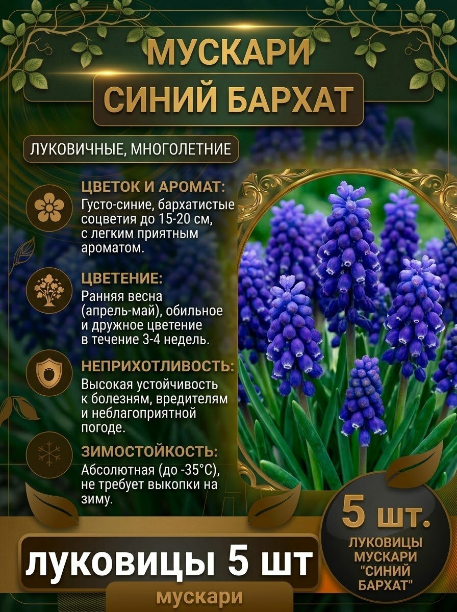 Мускари луковицы Синий Бархат многолетние