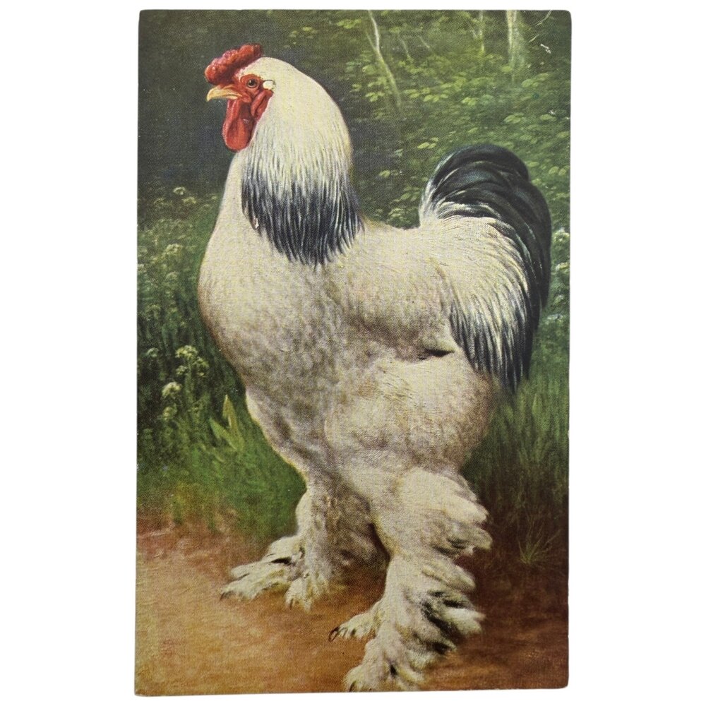 Почтовая открытка "Светлый петух породы Брама" 1900-1915 гг. Германская Империя