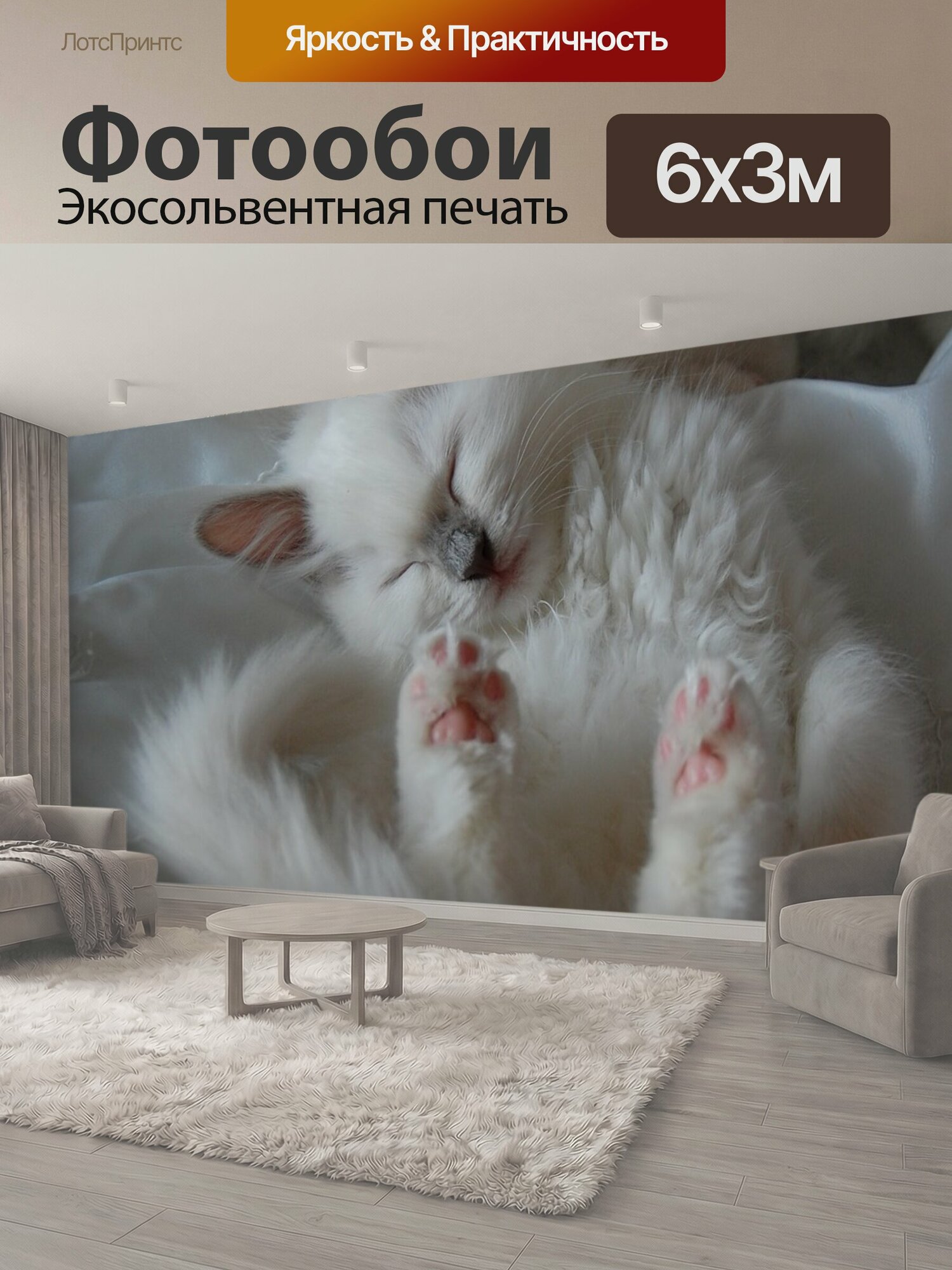 Фотообои "Кошка, котенок, рэгдолл" 600x300 см. экосольвентная печать