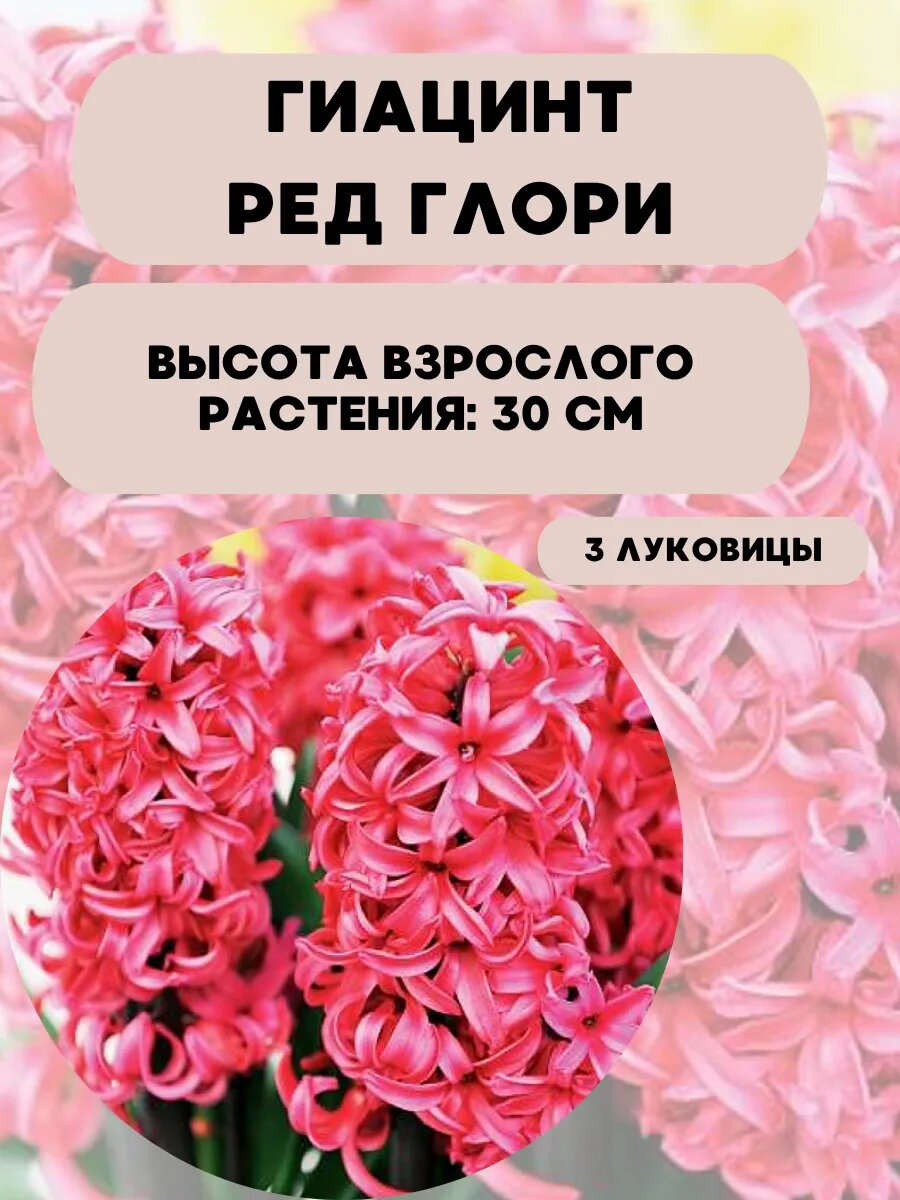Гиацинт многолетний луковицы растений
