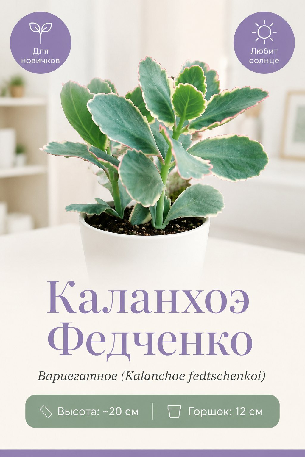 Каланхоэ Федченко вариегата (Kalanchoe fedtschenkoi 'Variegata') d12, живое комнатное растение, суккулент в транспортировочном горшке
