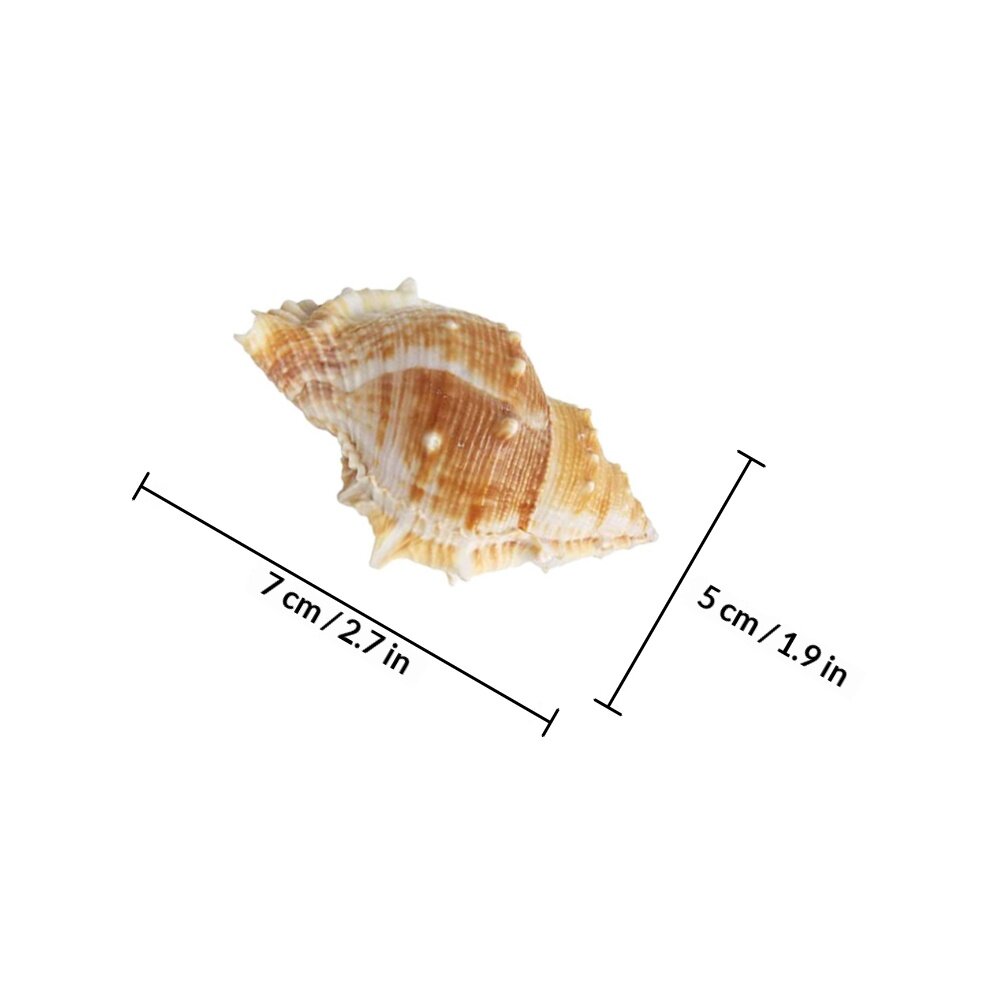 8 Шт Природные Морские Раковины Для Декора Аквариума 7.00X5.00X5.00CM
