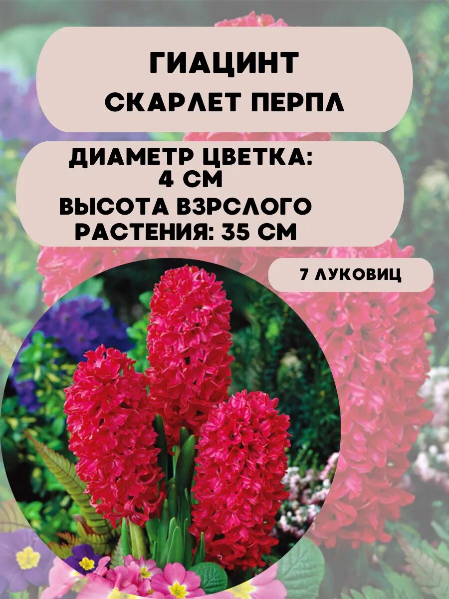 Луковицы гиацинта/Гиацинт цветок