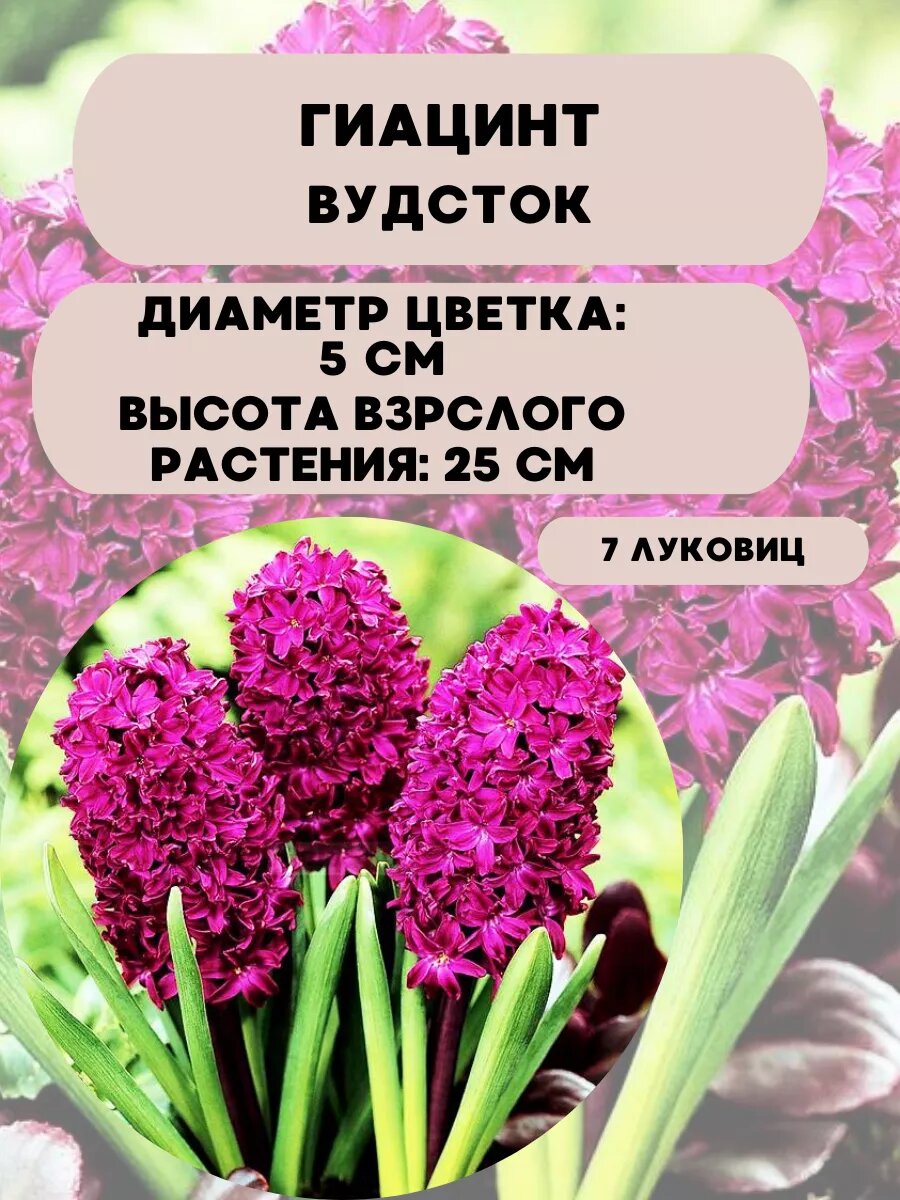 Луковицы гиацинта/Гиацинт цветок