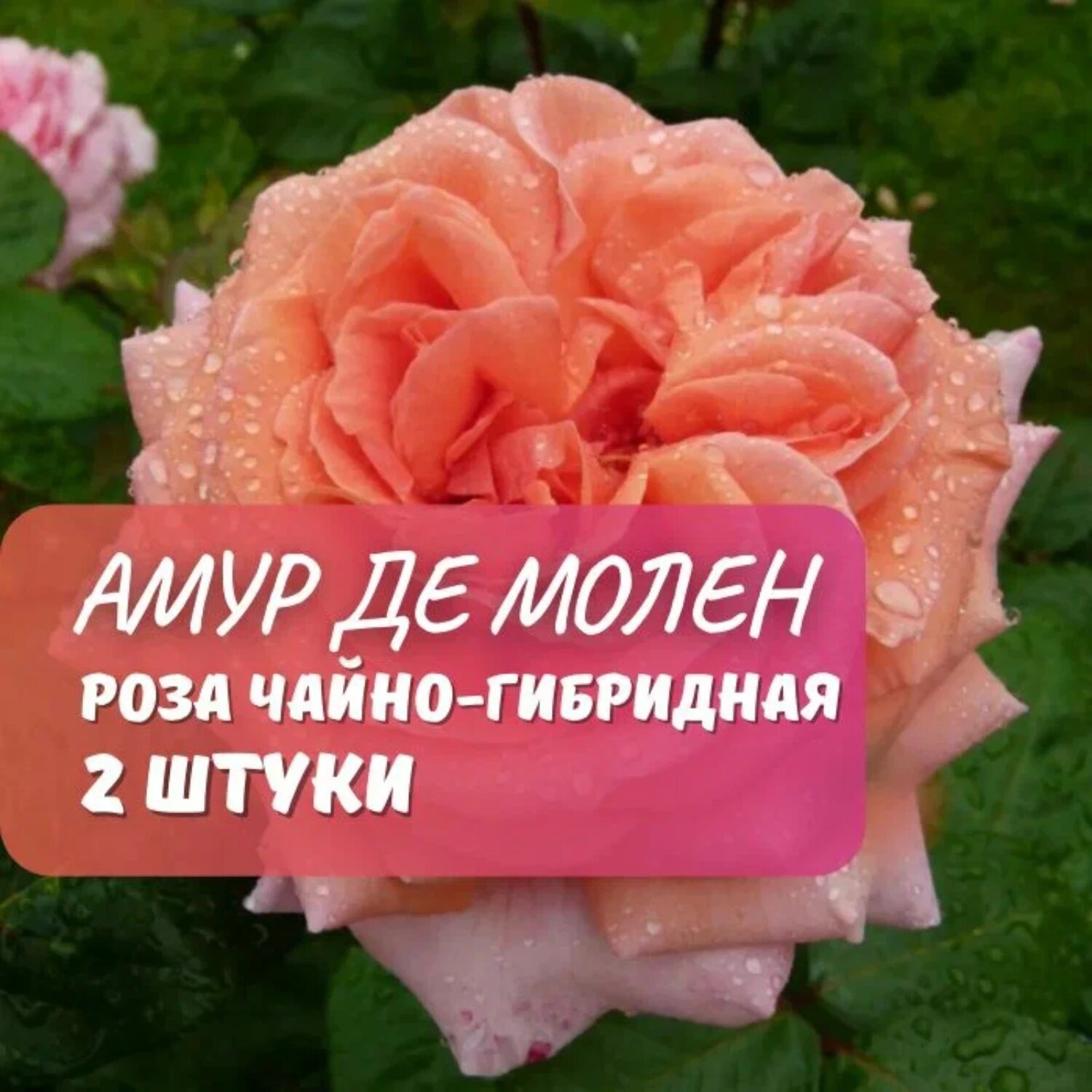 Роза чайно-гибридная Амур де Молен , 2 саженца , многолетняя