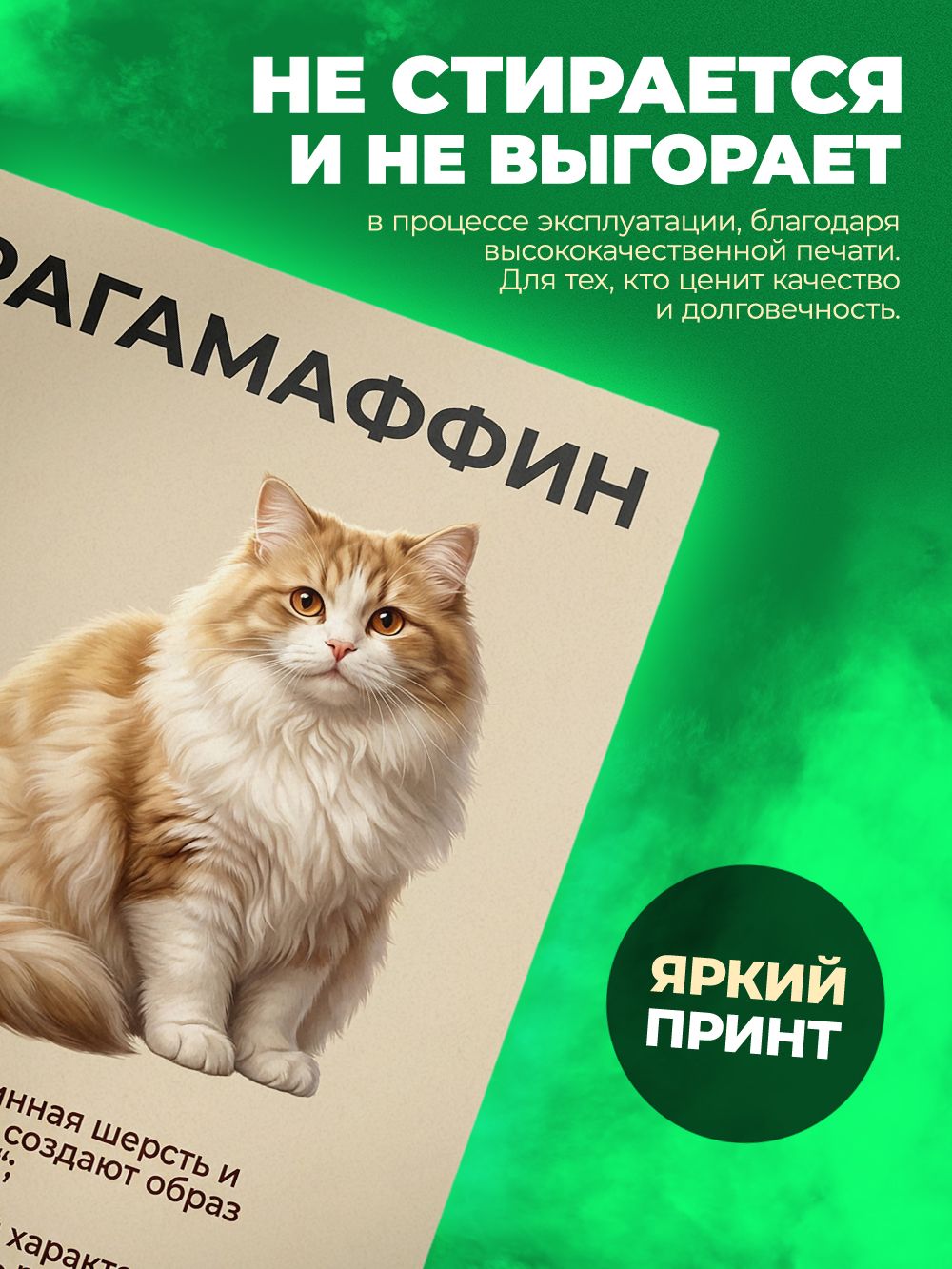 Тетрадь - А5 - Кошка - Рагамаффин — фото 1
