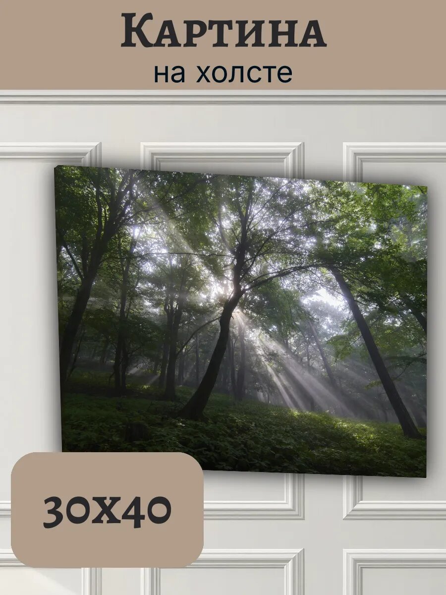 Картина Чехия Czech Европа 30x40 таинственный лесной пейзаж