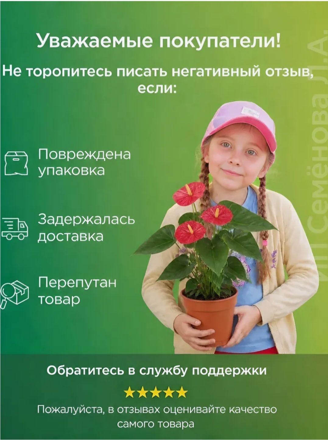 Стрептокарпус Краля — фото 1