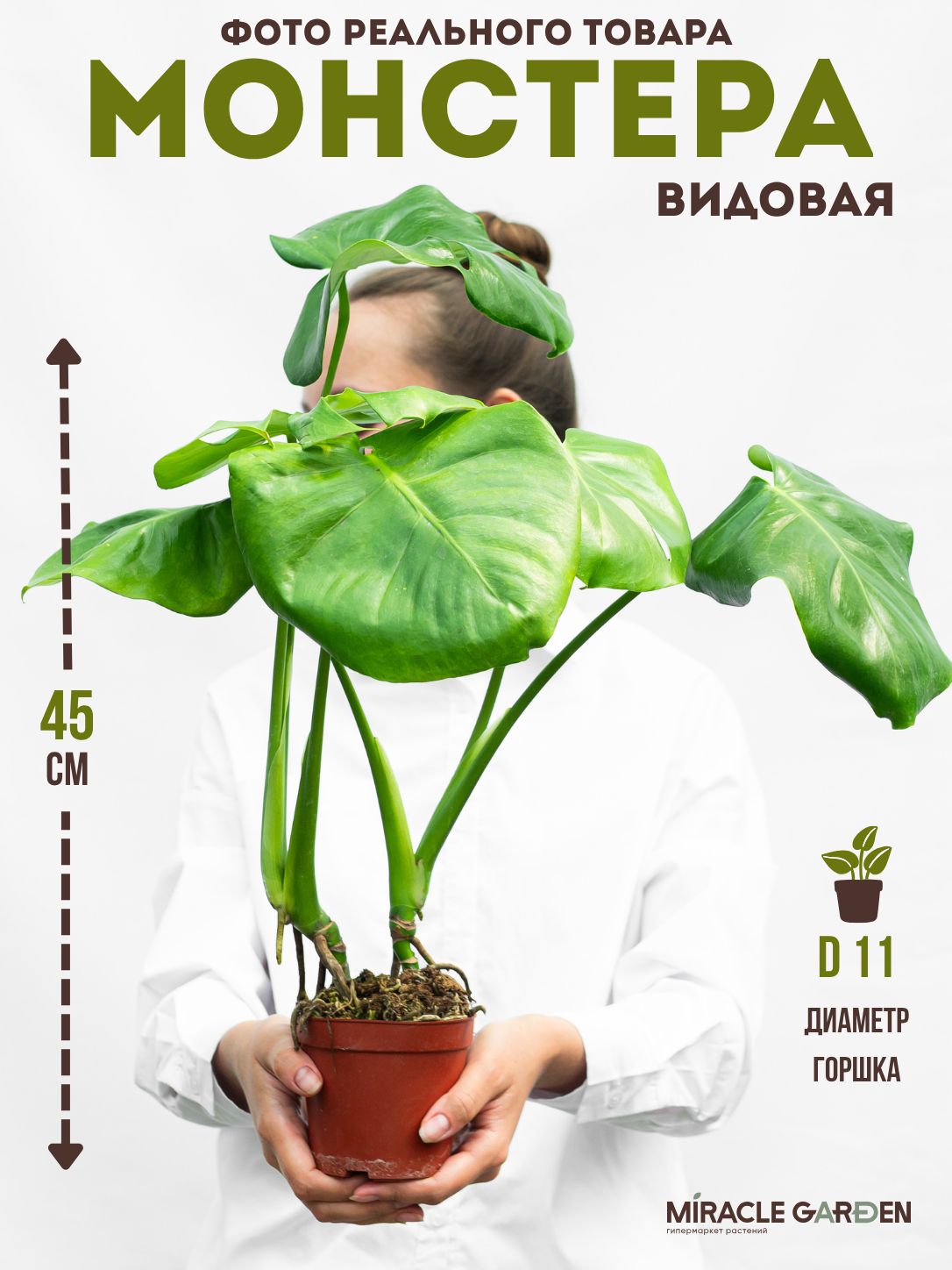 Монстера Видовая растение живое H45 см D11 цветок в горшке комнатный Miracle Garden