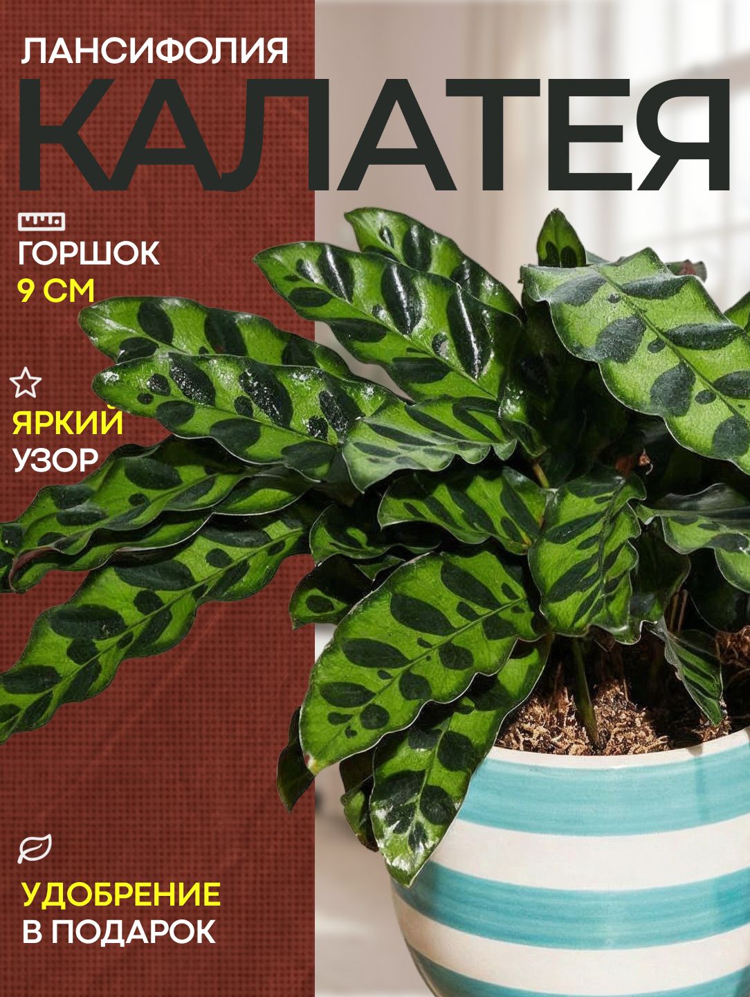Калатея Лансифолия саженец комнатного растения живой