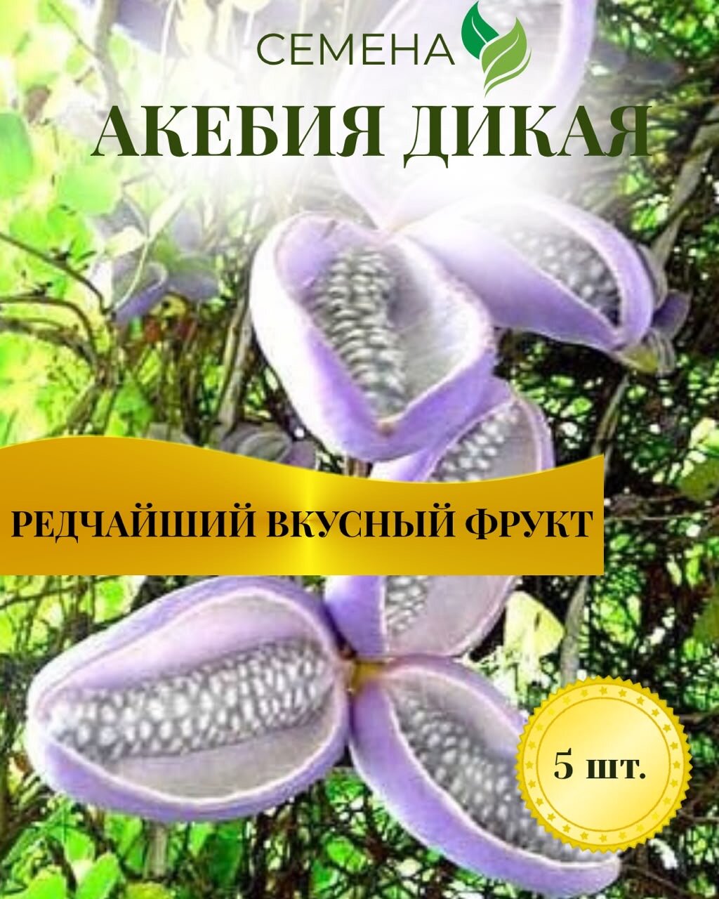 Акебия семена 5 шт.