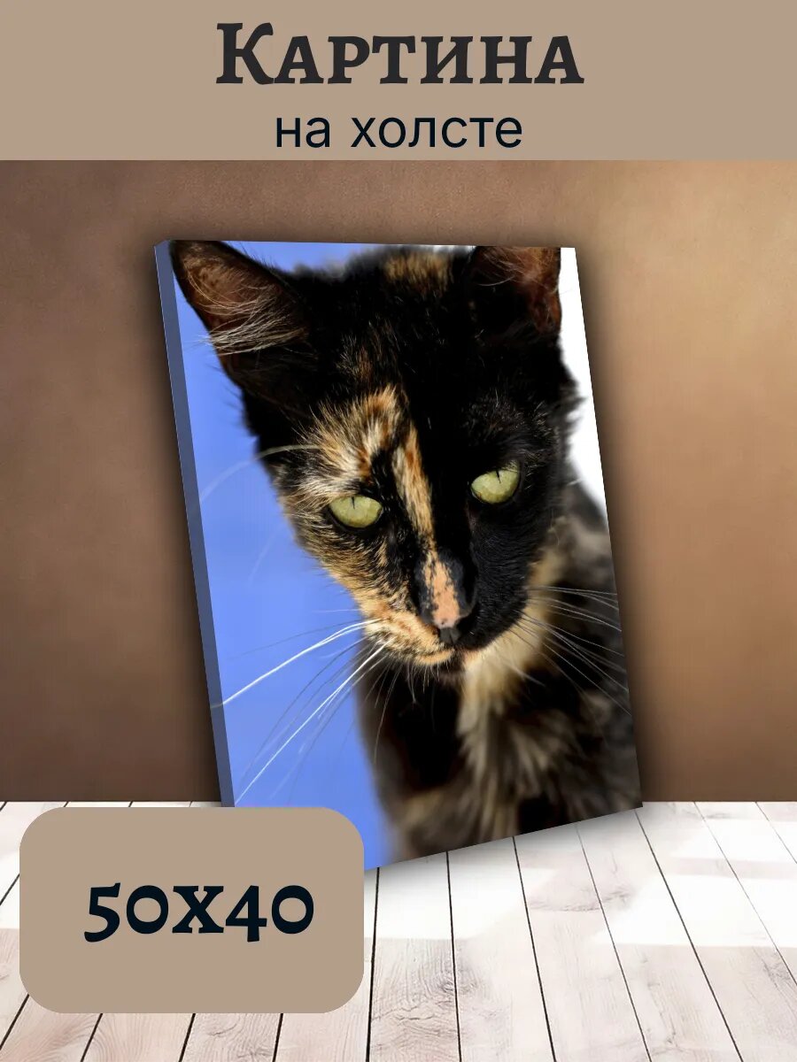 Картина Постер Кот Кошка Cat 40x50 черепаховый Котенок