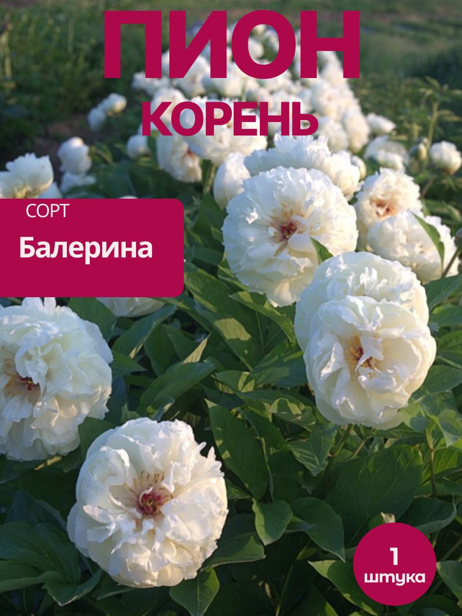 Пион Балерина корень 1 шт