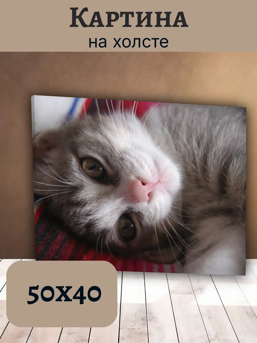 Картина Кот Кошка Cat 40x50 с изображением серого котенка