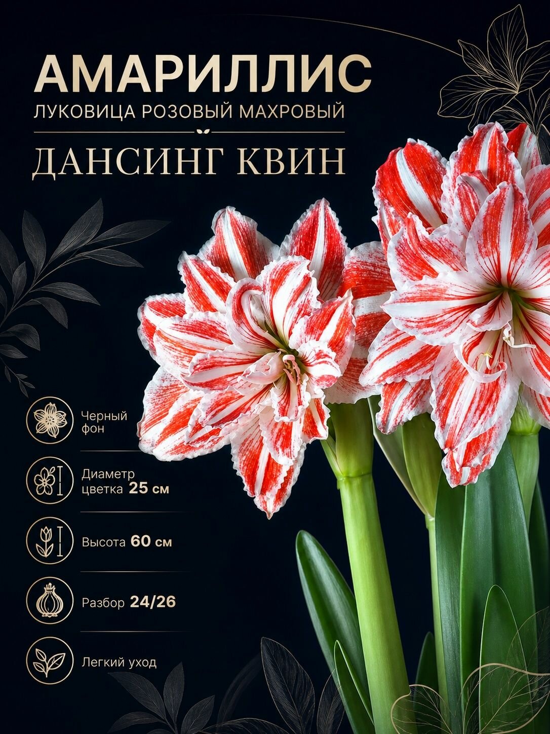 Амариллис луковица розовый махровый Дэнсинг квин