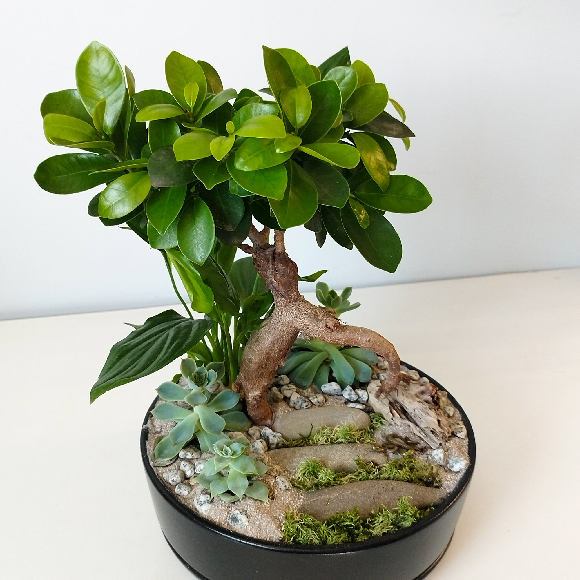 Бонсай Natural's vessels, фикус микрокарпа, керамический горшок черный