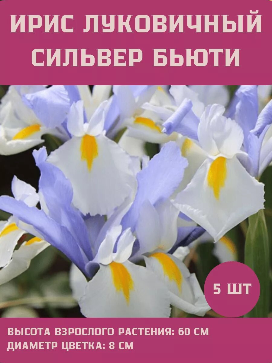 Ирис луковичный/Цветок ириса