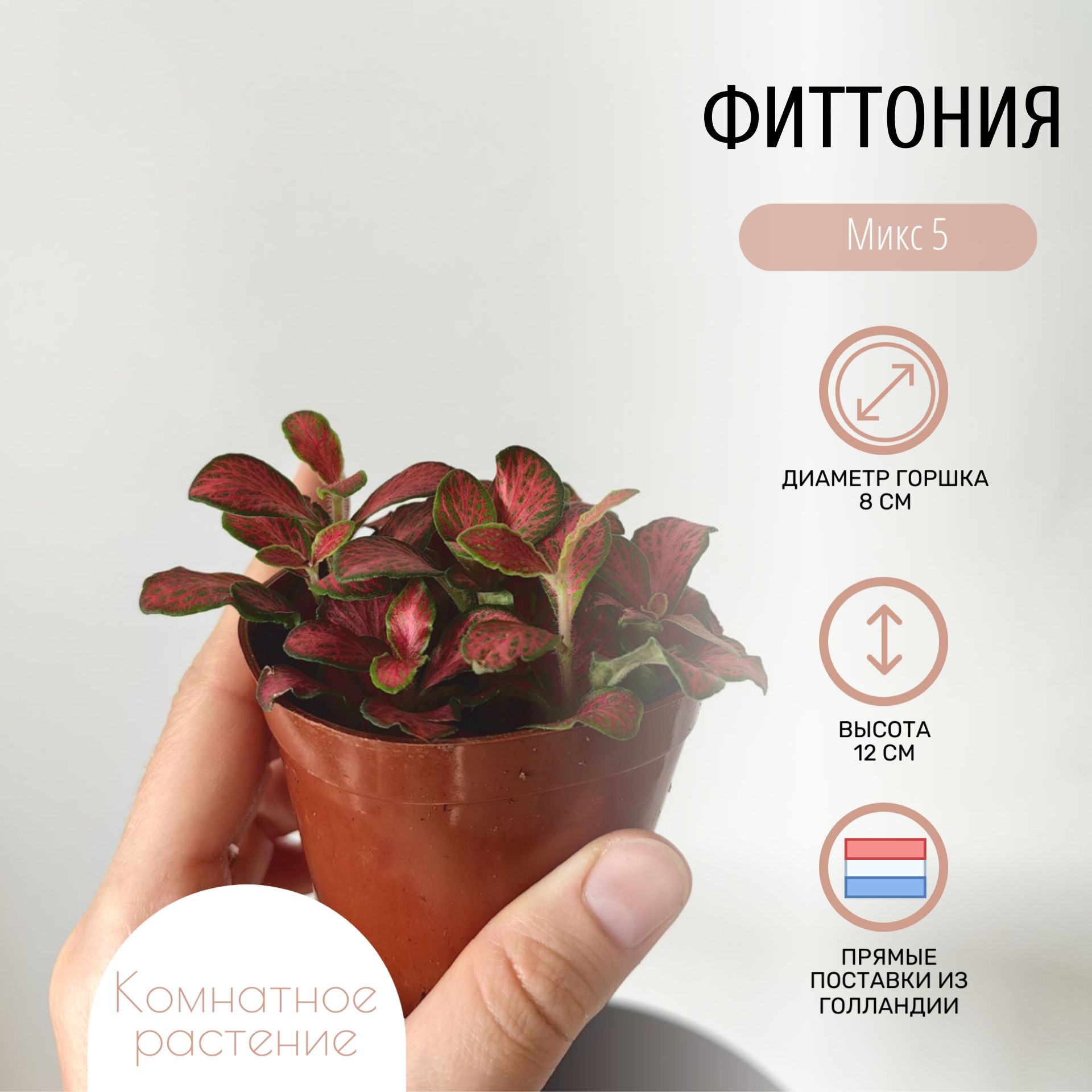 Комнатное растение Фиттония Микс 5, прекрасный вариант настольного размещения