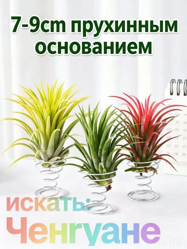 Тилландсия ионанта, Фуксид, Беклери живые воздушные растения для интерьера, не требующие грунта