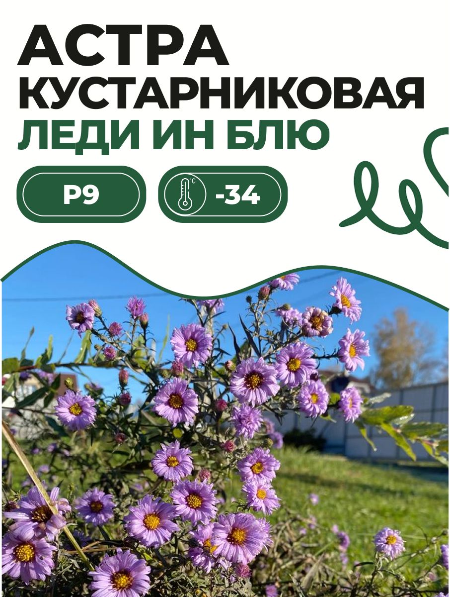 Астра кустарниковая P9 Леди ин Блю 1 шт. Саженец с ЗКС в горшке!