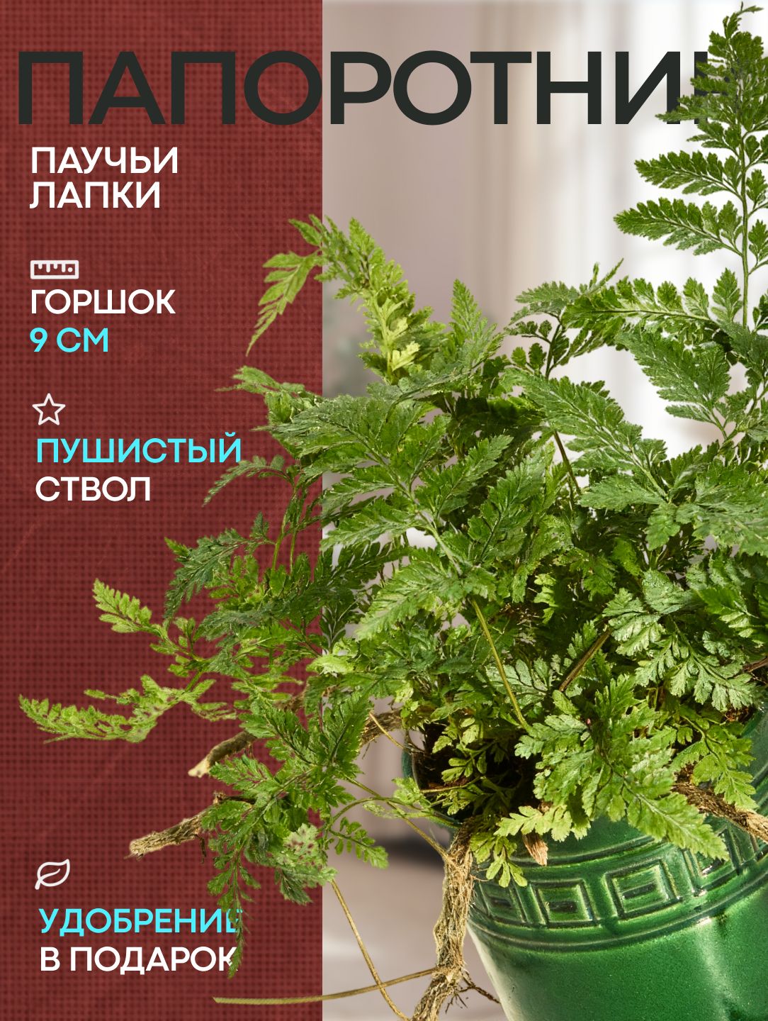 Папоротник Даваллио саженец комнатного растения живой