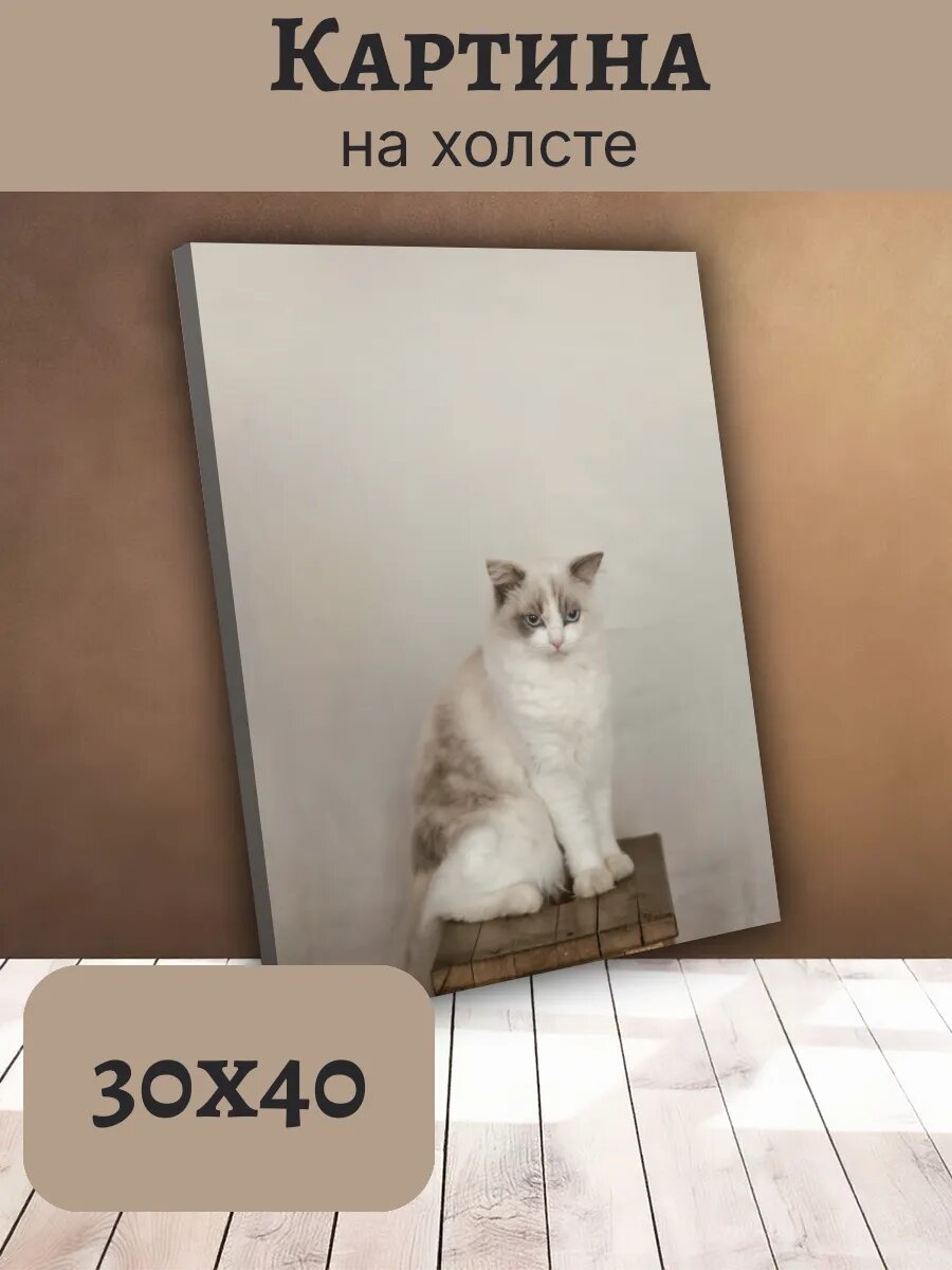 Картина Постер Кот Кошка Cat 30x40 бирманская на ящике