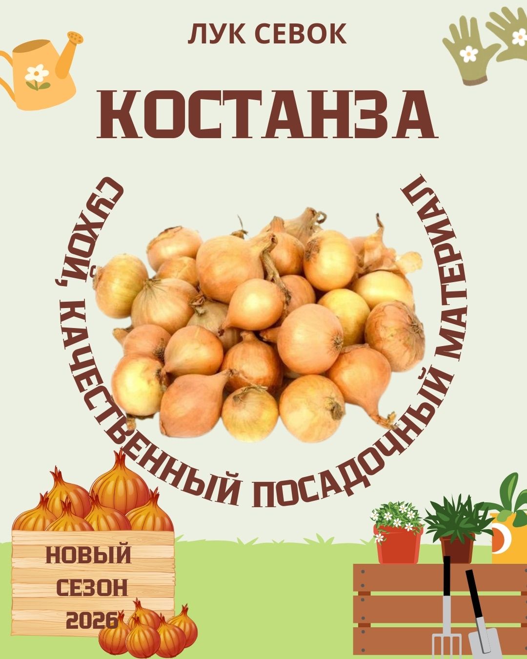 Лук севок Костанза F1, 0.5 кг