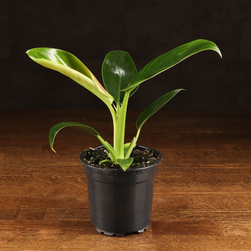 Комнатное растение LuxuryPlants Филодендрон Рохо Конго 30/10