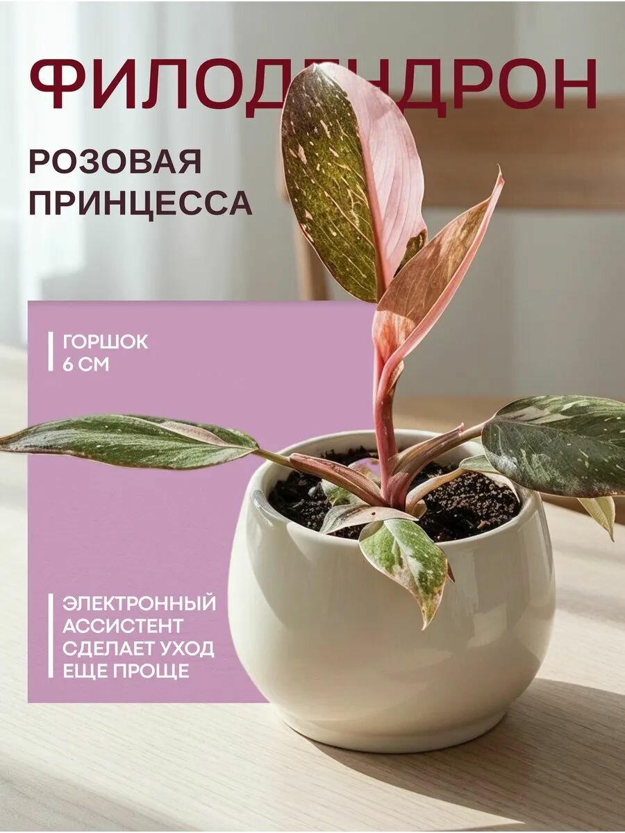 Филодендрон Розовая Принцесса Живое комнатное растение
