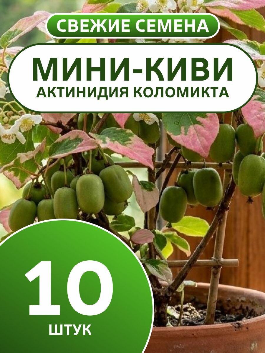Семена Киви (Актинидии) для выращивания, 10 шт