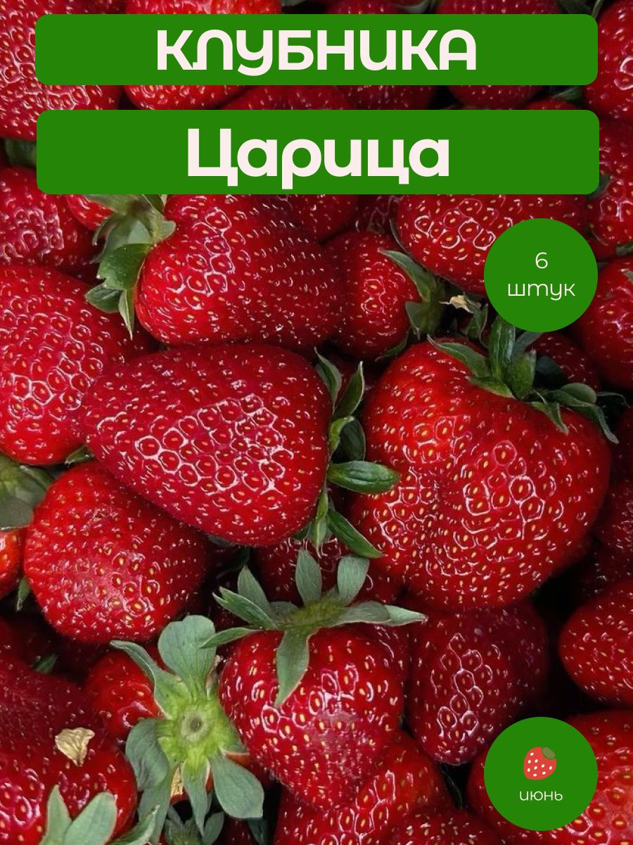 Саженцы клубники Царица 6 штук