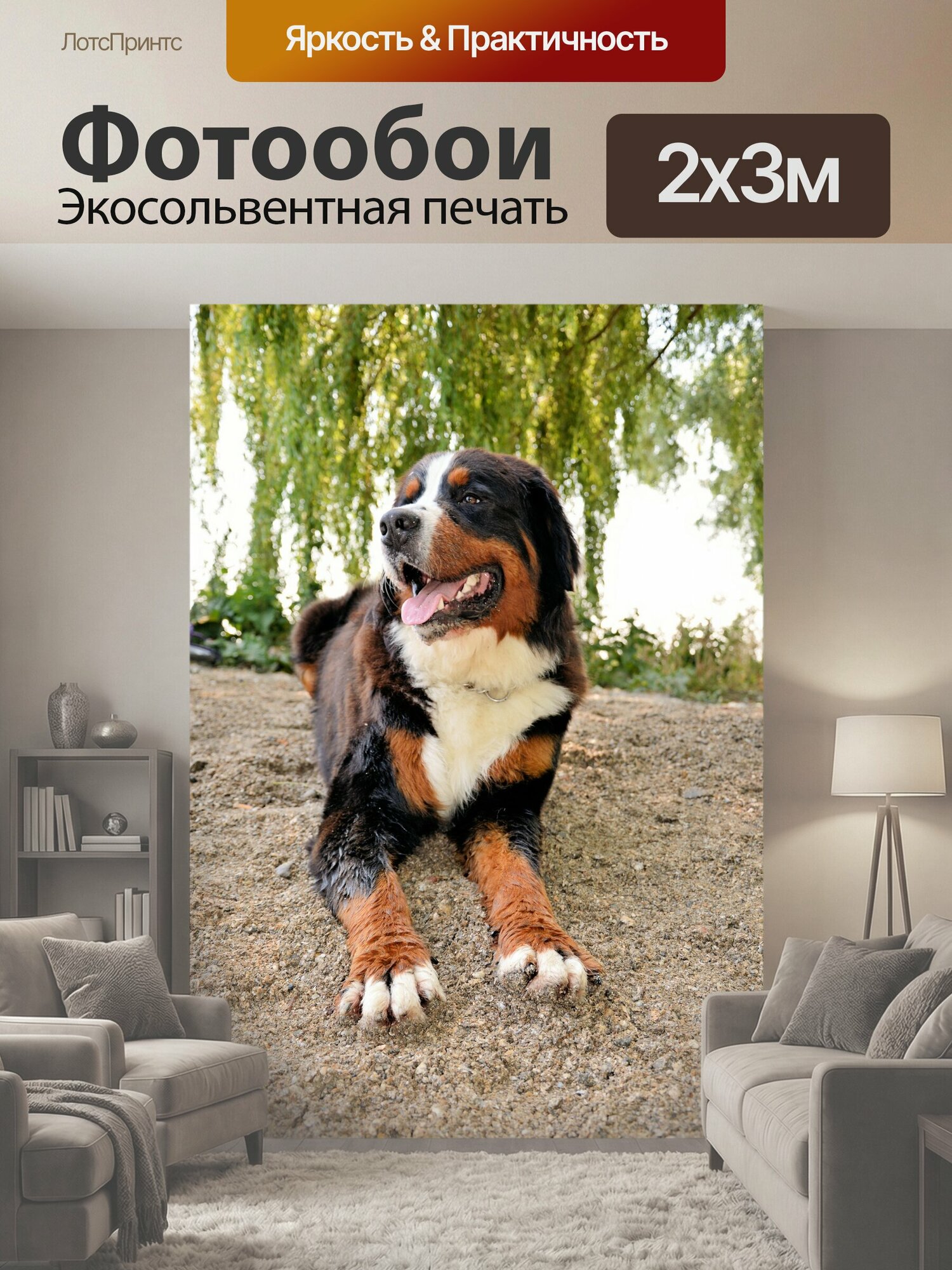 Фотообои "Бернский зенненхунд Лежащая поза собака животное домашнее животное ходьба игры парк постановка Беннер Сеннен" 200x300 см. экосольвентная печать