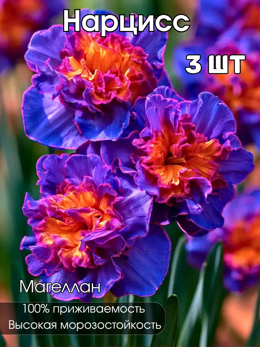 Нарцисс Магеллан луковицы 3 шт