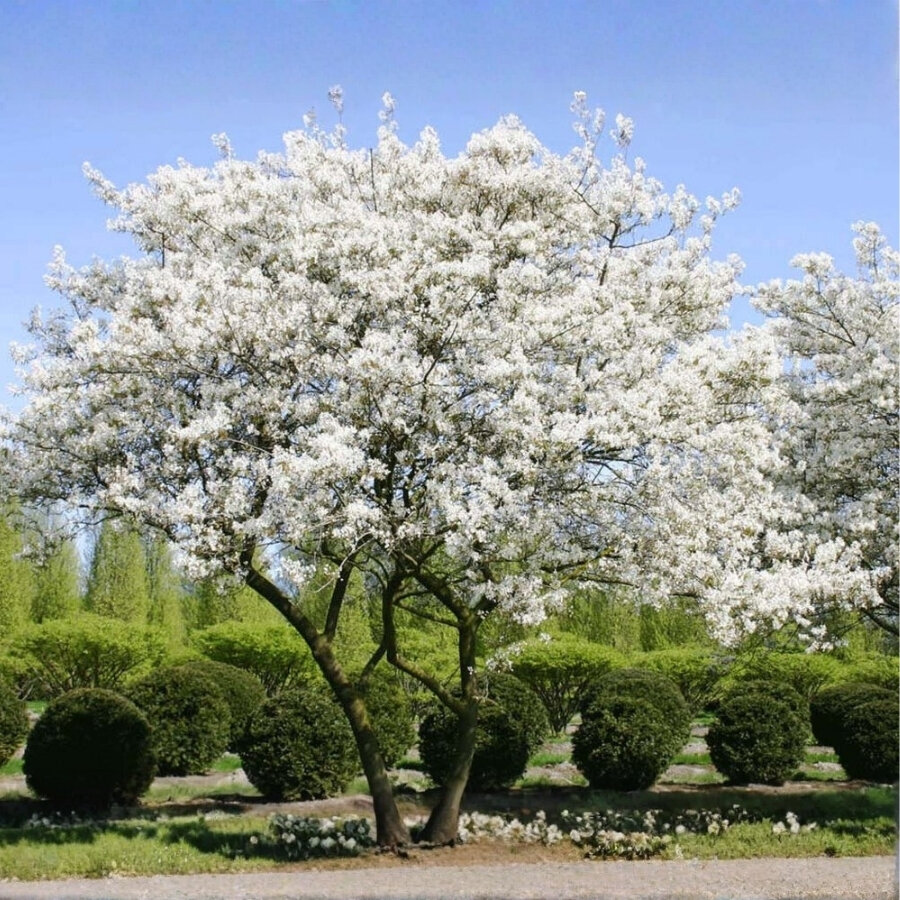 Ирга Ламарка, С3 (1 саженец в горшке 3 литра)