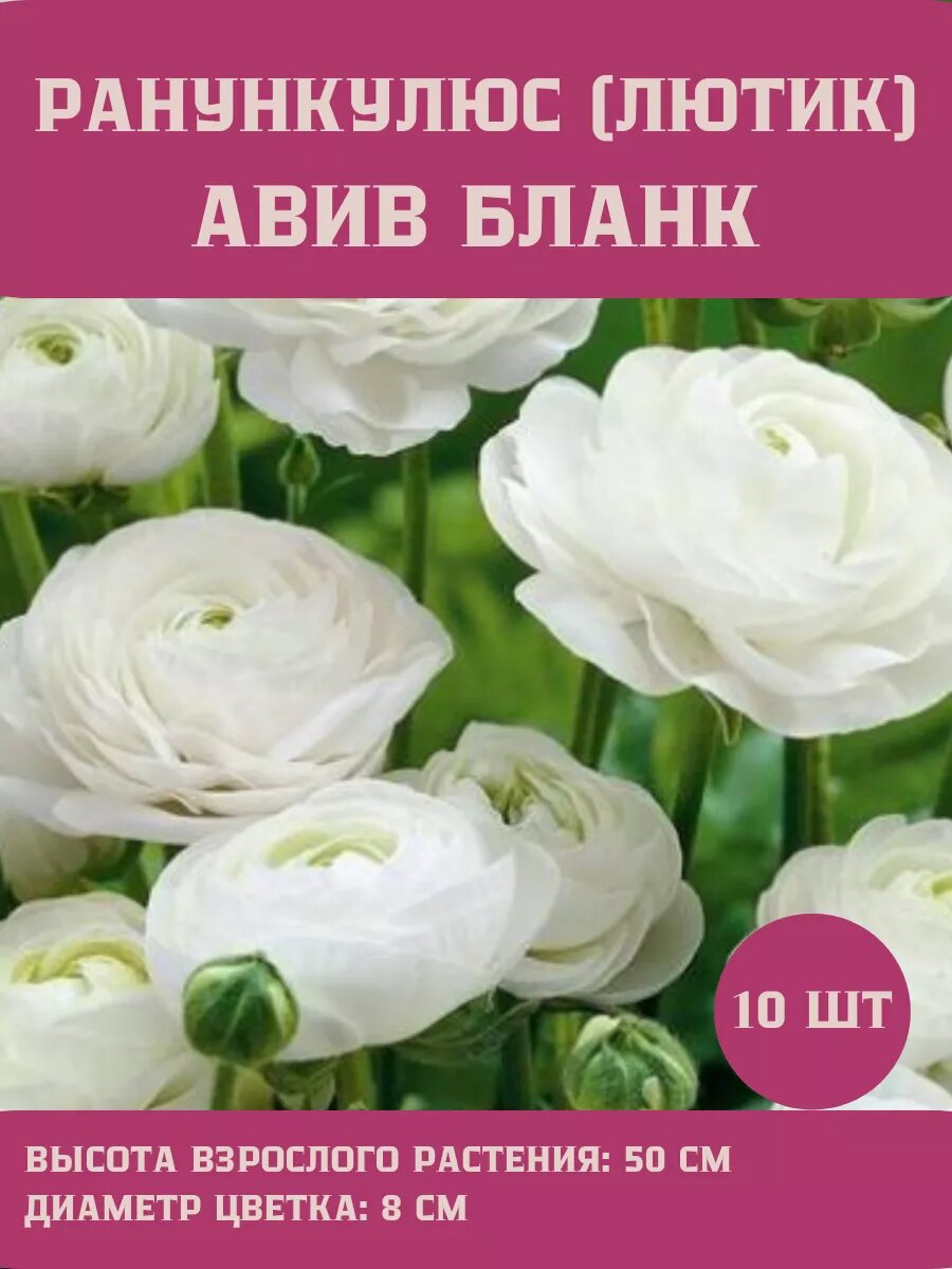 Ранункулюс Луковицы /Лютик садовый азиатский