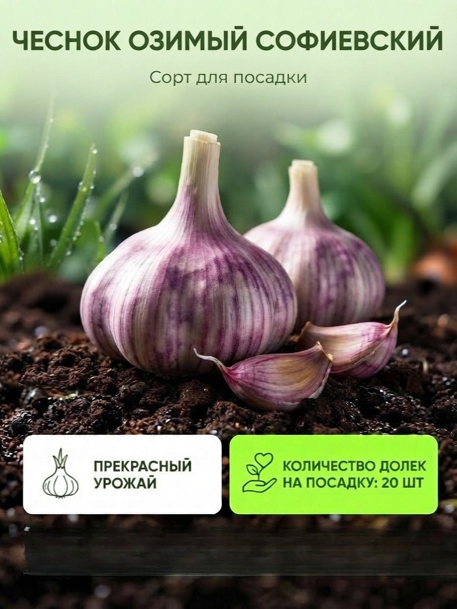Чеснок озимый Софиевский на посадку 20 зубчиков