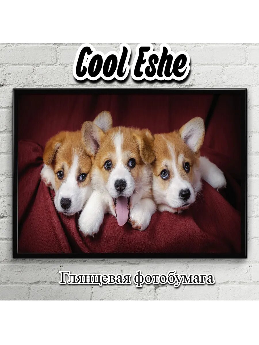 Плакат "Pembroke Welsh Corgi, три собачки" А4